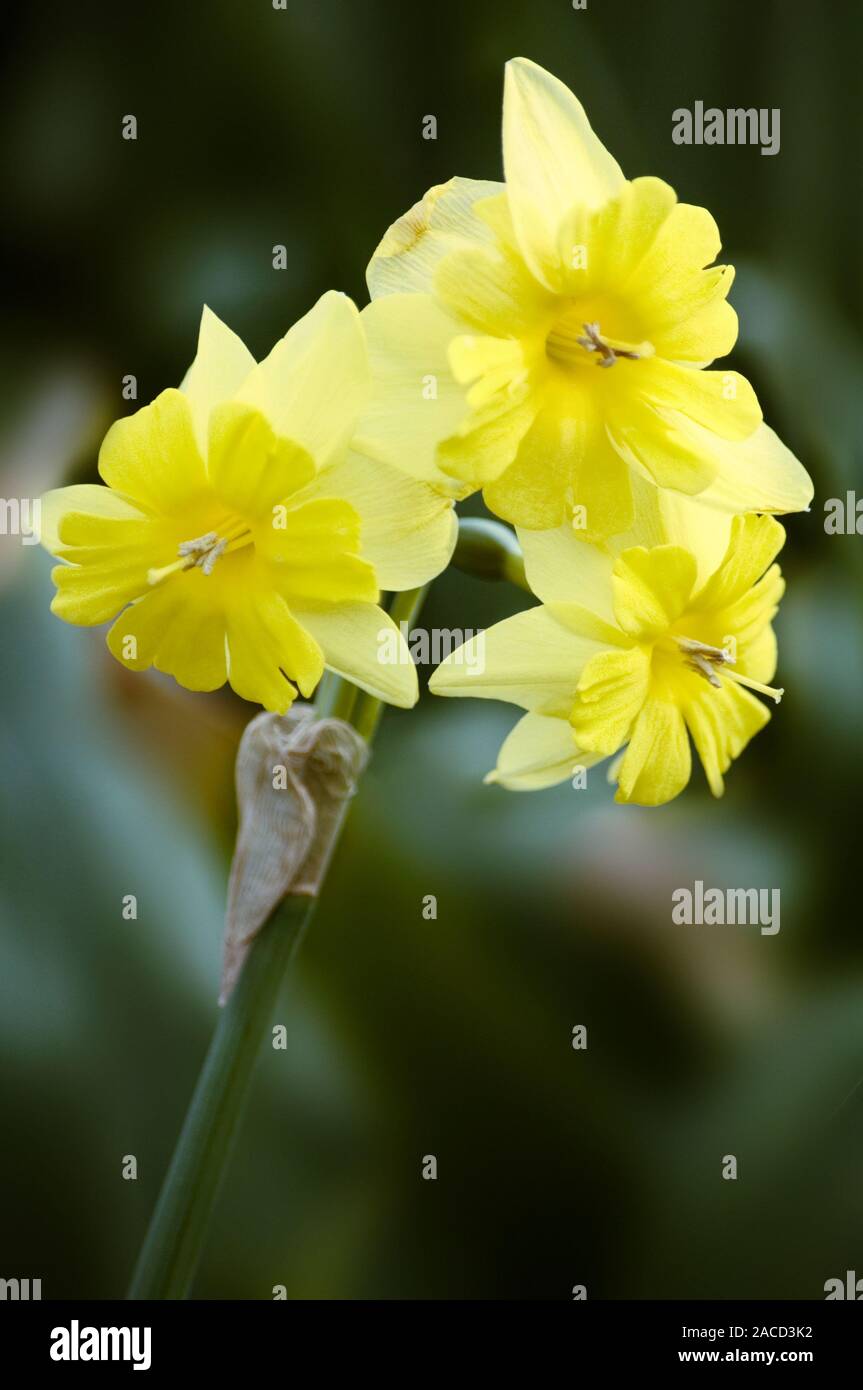Split-cup daffodil (Narcissus tripartite) flowers. Photographed in ...