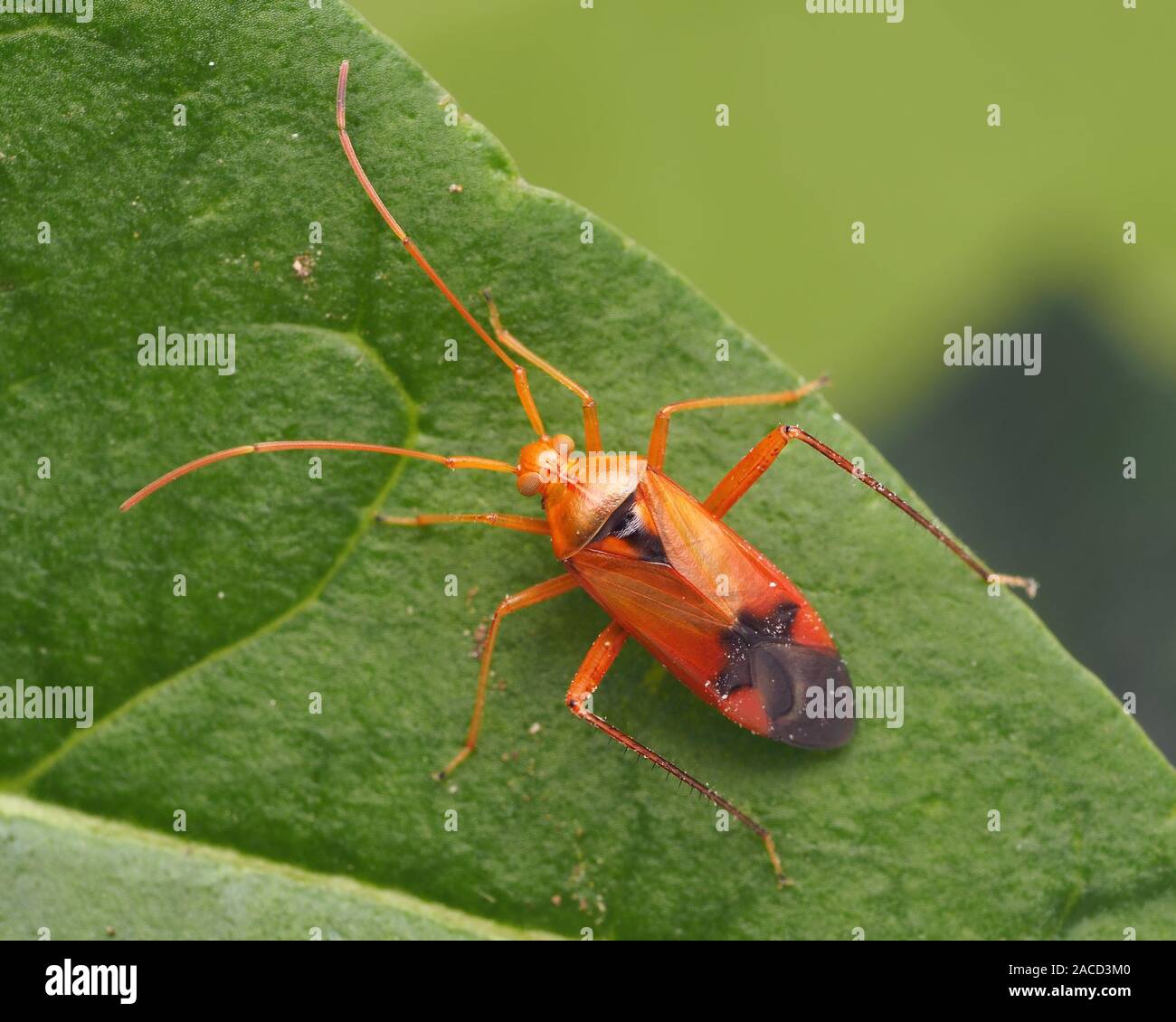 Dorsal view of megacoelum infusum mirid bug hi-res stock photography ...