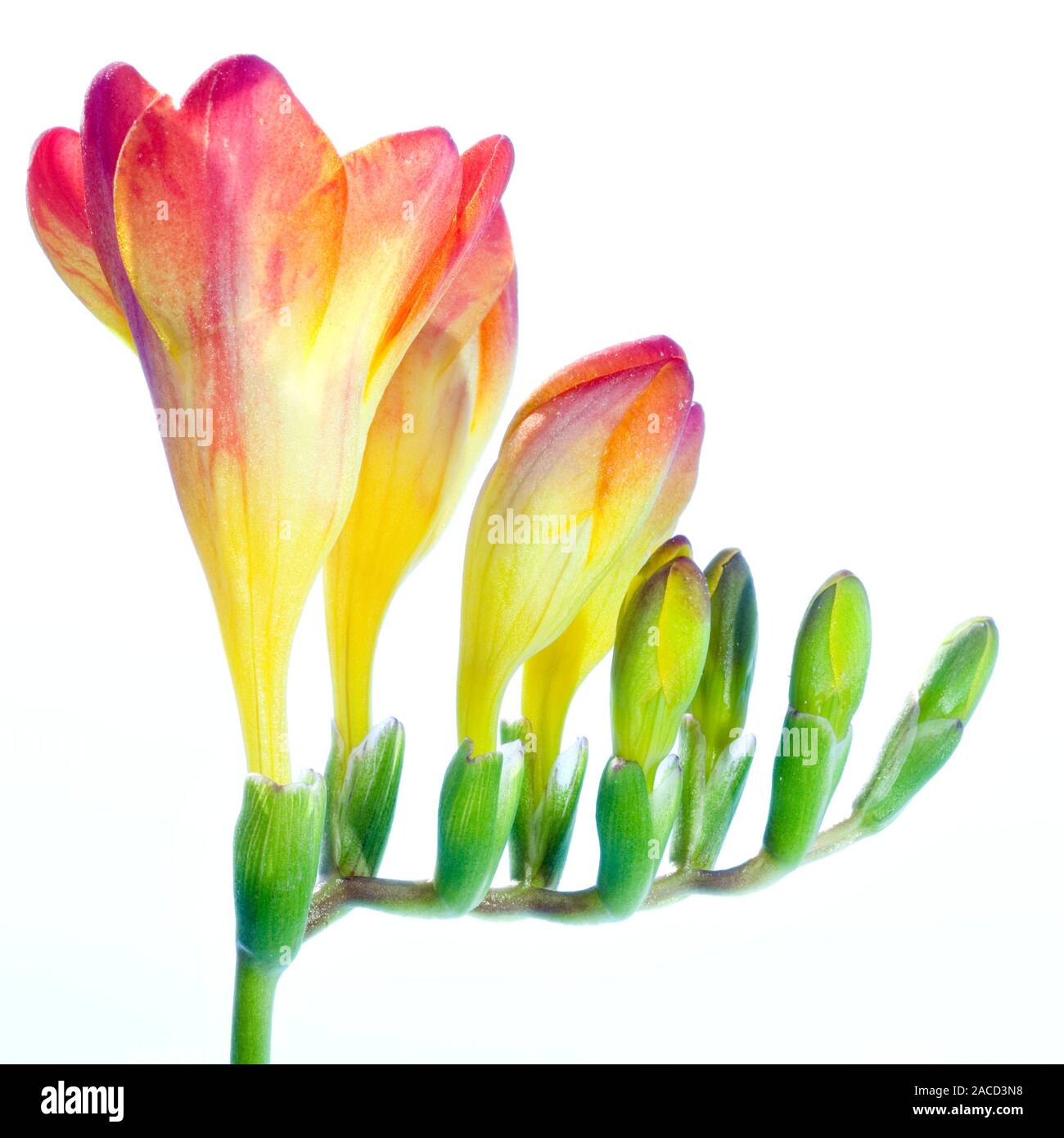 Freesia (Freesia sp.) stem with flowers and buds Stock Photo - Alamy
