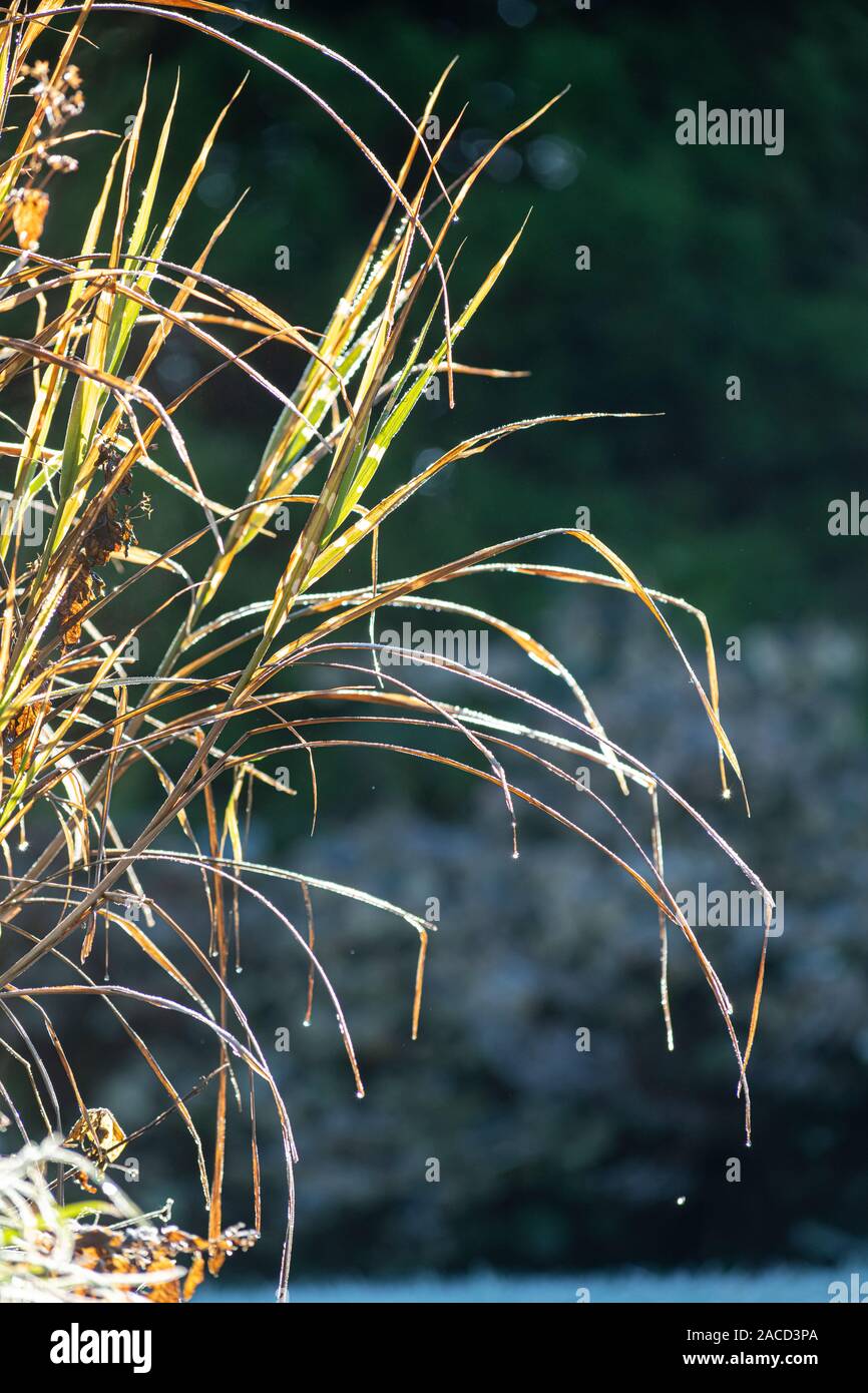 Zebra grass miscanthus sinensis zebrinus hi-res stock photography and ...