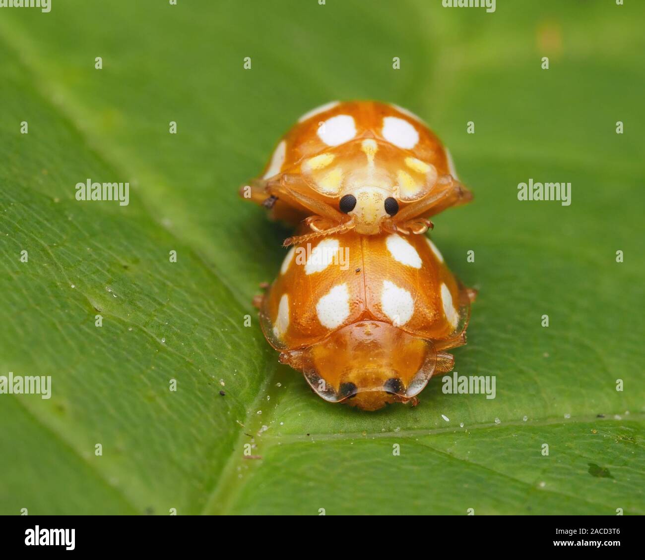 Frontal view of mating orange ladybirds hi-res stock photography and ...