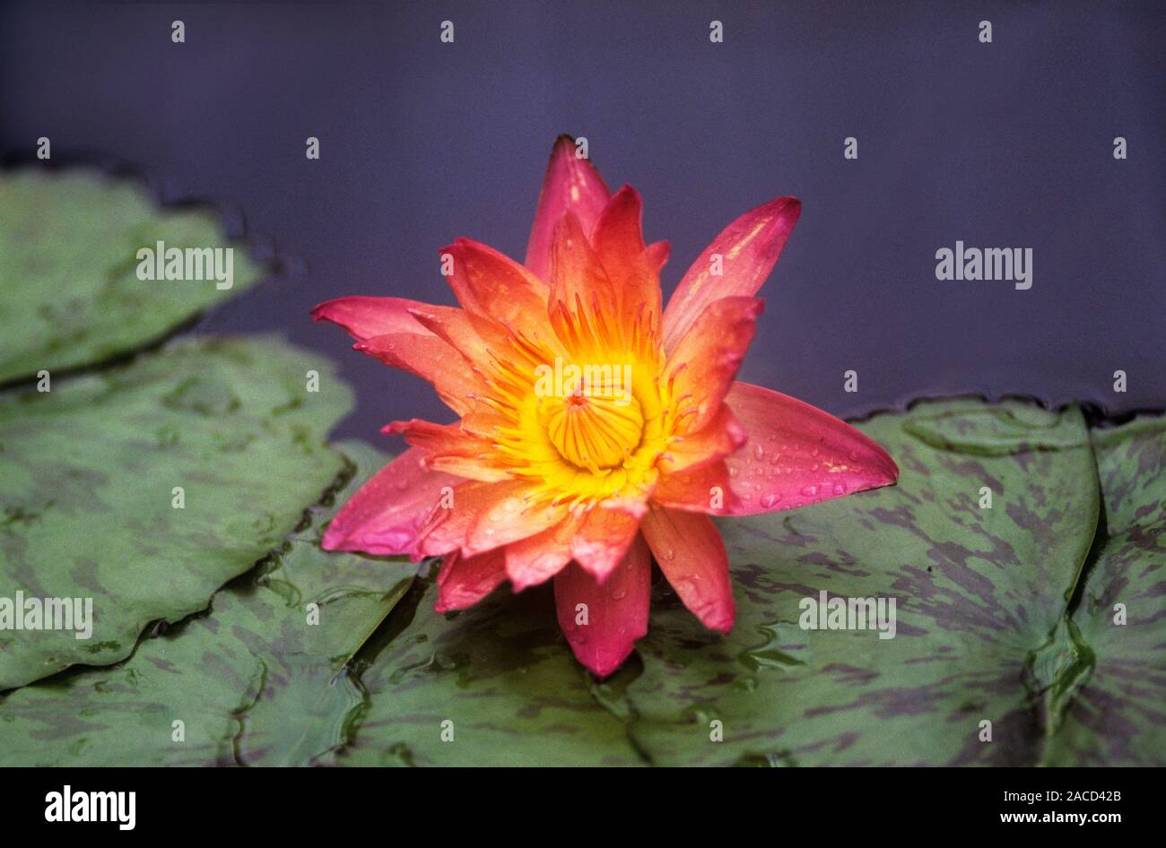 Water lily (Nymphaea 'Albert Greenberg') flower Stock Photo - Alamy
