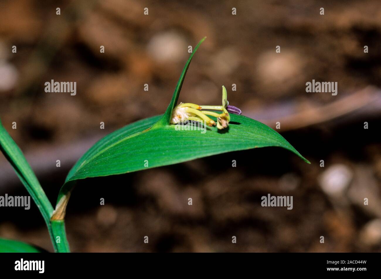 Ruscus flower (Ruscus hypoglossum). The flattened green structure is a ...