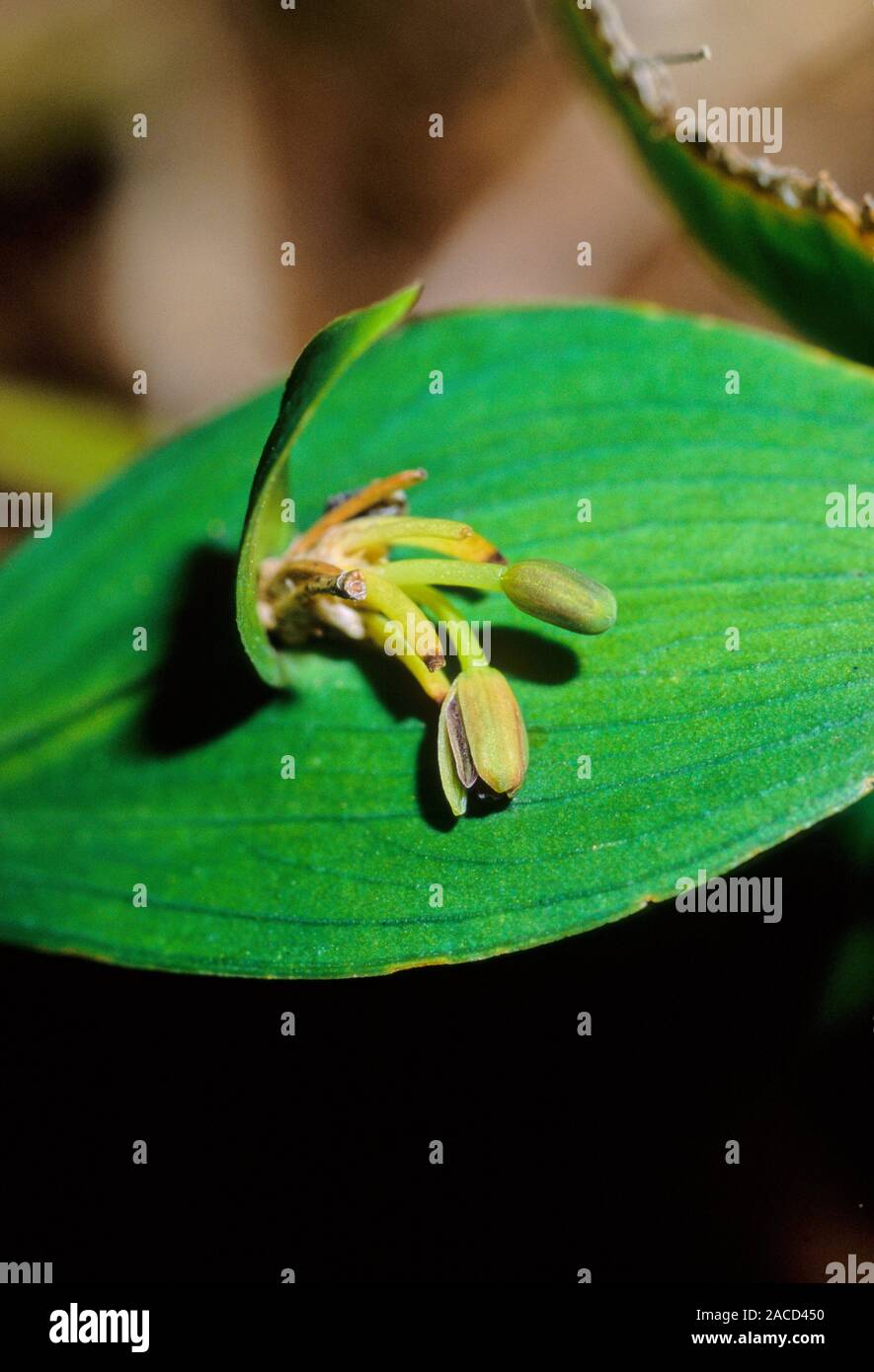 Ruscus flower buds (Ruscus hypoglossum). The flattened green structure ...