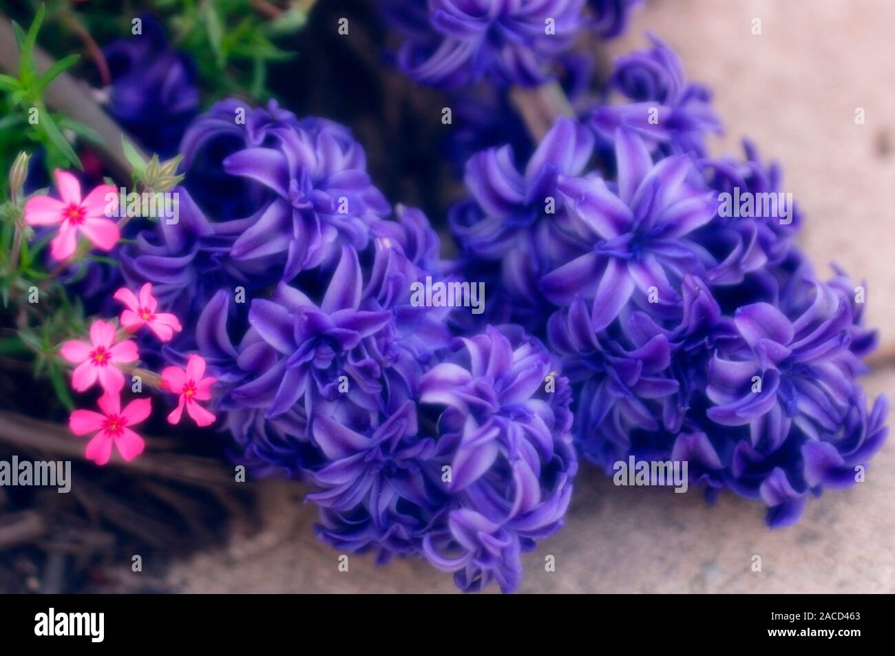 Common hyacinth (Hyacinthus orientalis). Cut flowers Stock Photo - Alamy