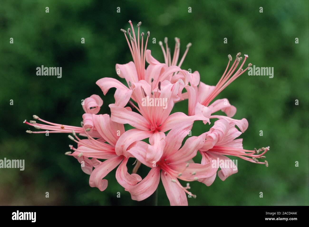 Nerine flowers (Nerine 'Stephanie' Stock Photo - Alamy