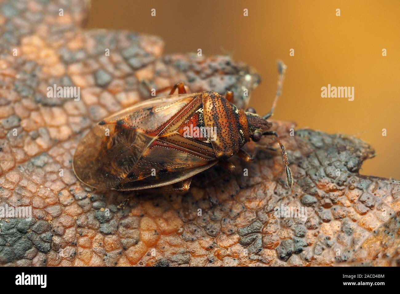 Hibernating insect in leaf litter hi-res stock photography and images ...