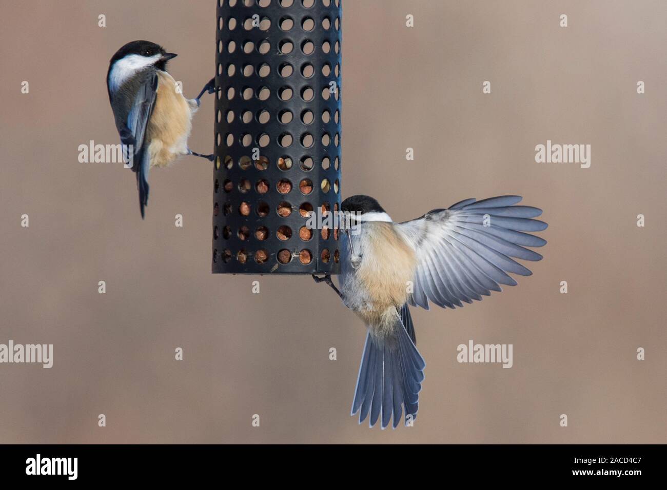 Funny chickadee hi-res stock photography and images - Alamy