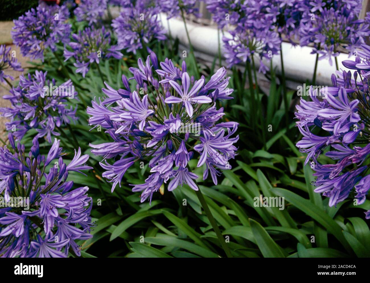 African lilies (Agapanthus sp Stock Photo - Alamy