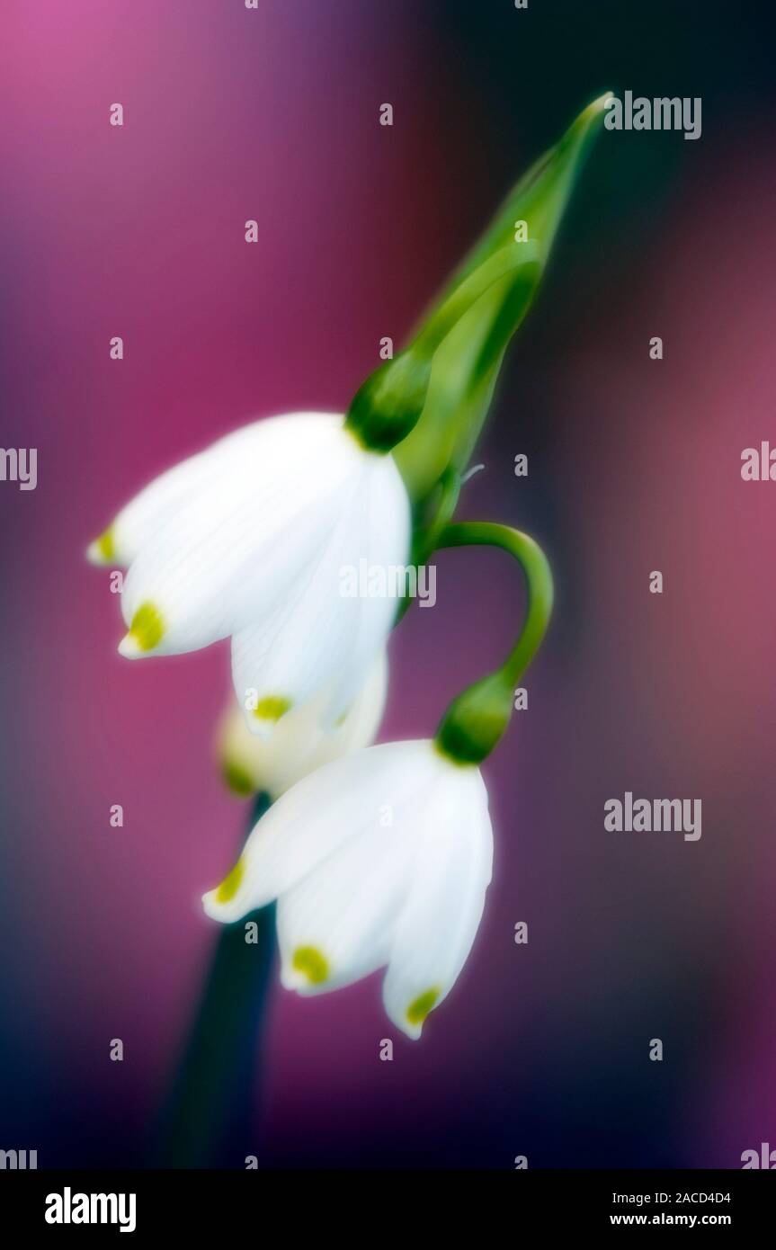 Giant snowflake flowers (Leucojum aestivum). Photographed in March ...