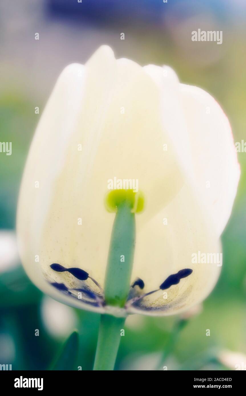 Tulip flower (Tulipa sp.) with one petal removed to reveal its ...