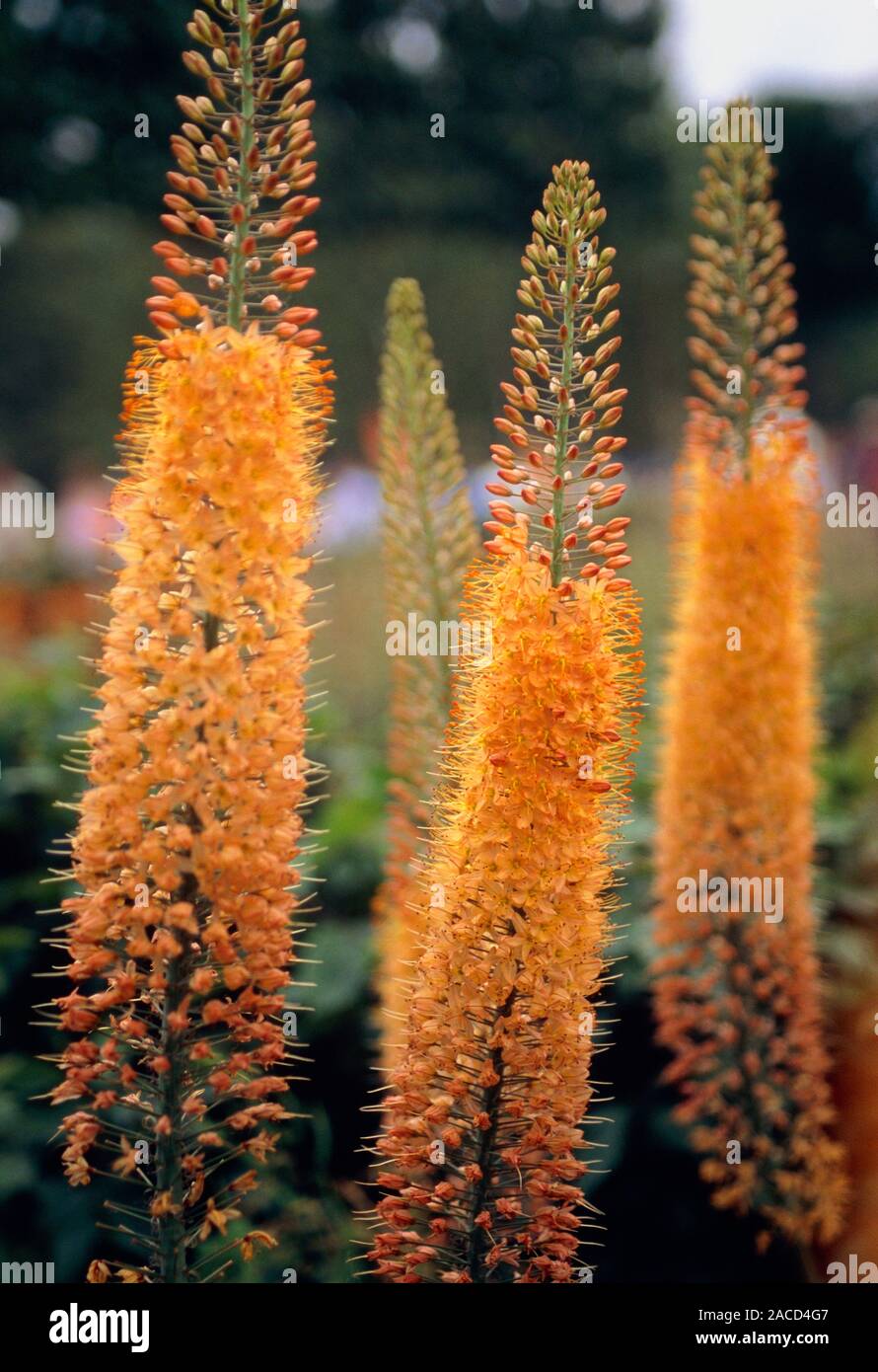 Foxtail lilies (Eremurus x isabellinus 'Cleopatra' Stock Photo - Alamy