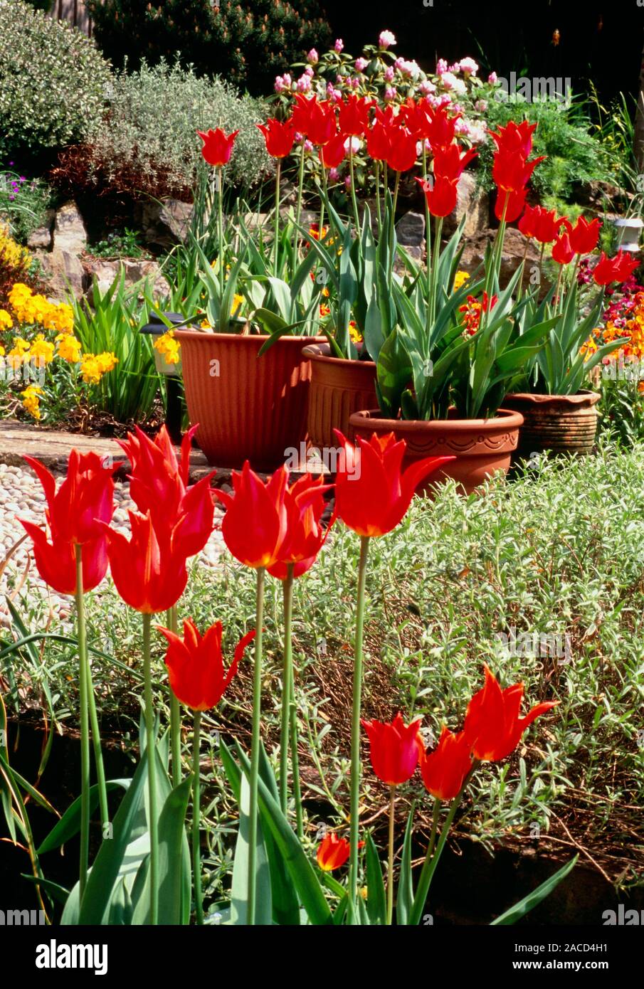 Lily flowered tulips (Tulipa 'Jane Packer', red). Photographed in ...