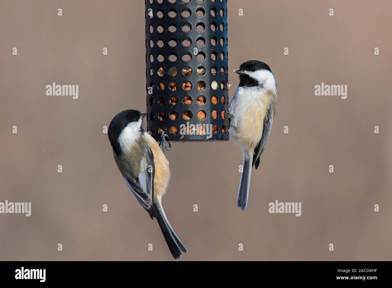Funny chickadee hi-res stock photography and images - Alamy