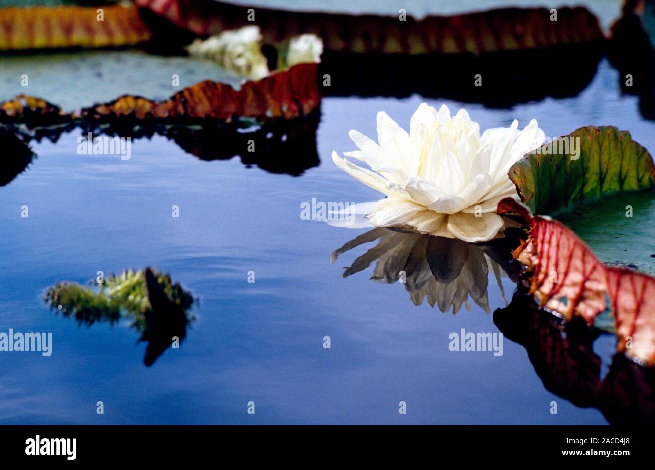 Water lilies (Nymphaea sp.). Photographed in the Pantanal wetlands ...