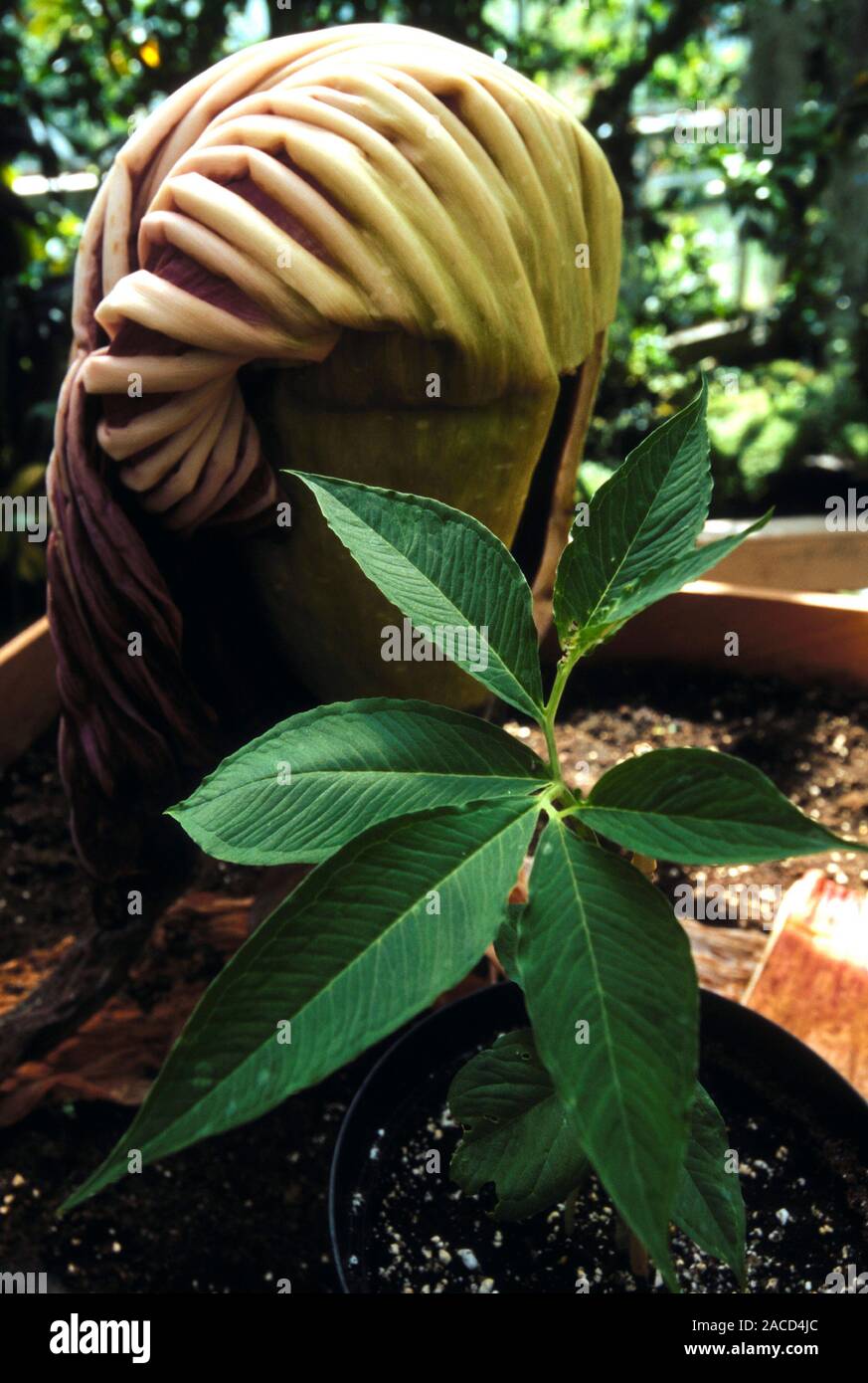 Titan arum lily flower (Amorphophallus titanum) collapsing after ...