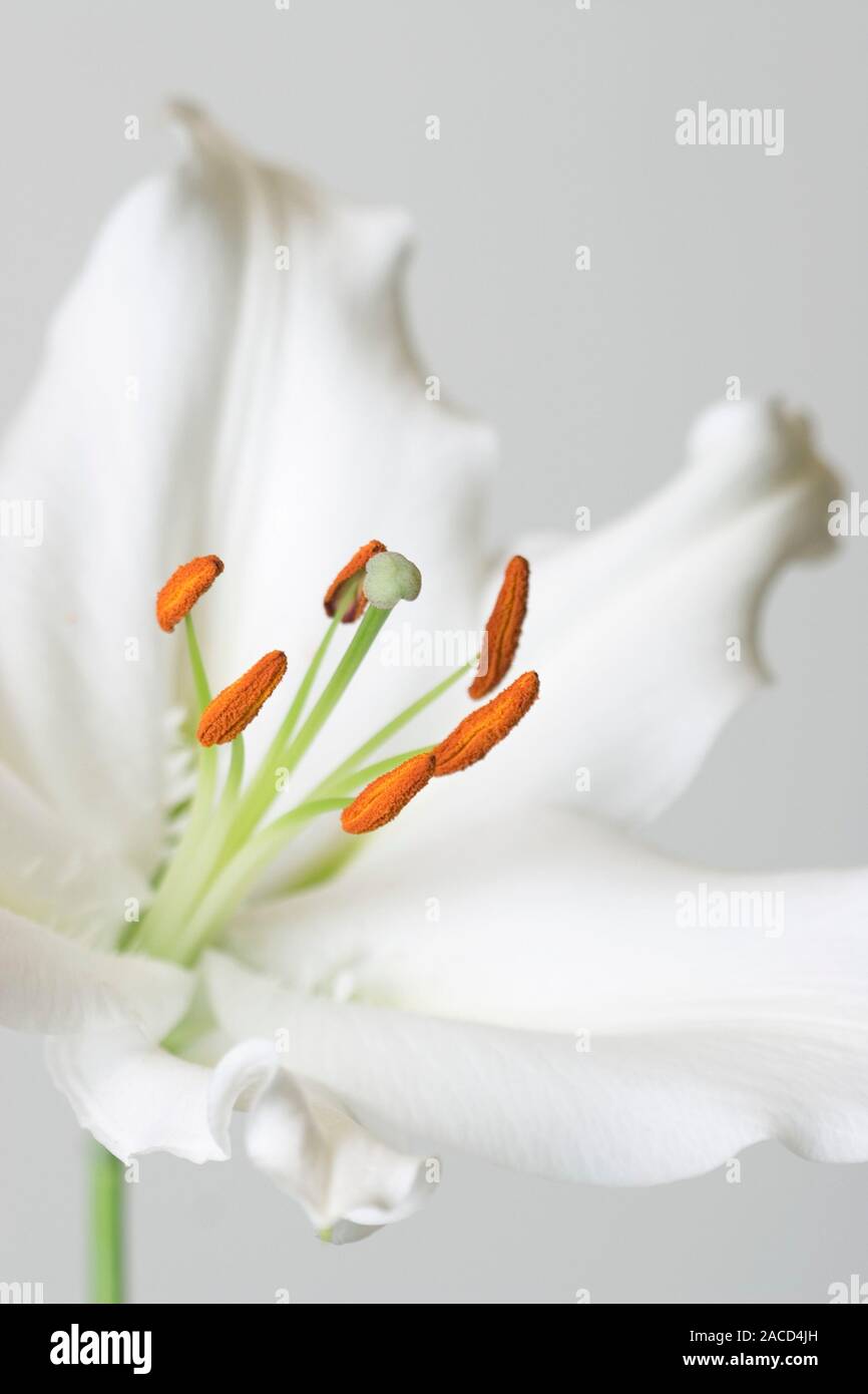 Lily flower (Lilium sp Stock Photo - Alamy