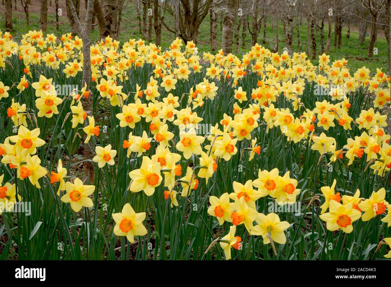 Daffodils (Narcissus 'Red Devon') on a driveway verge. Photographed at ...