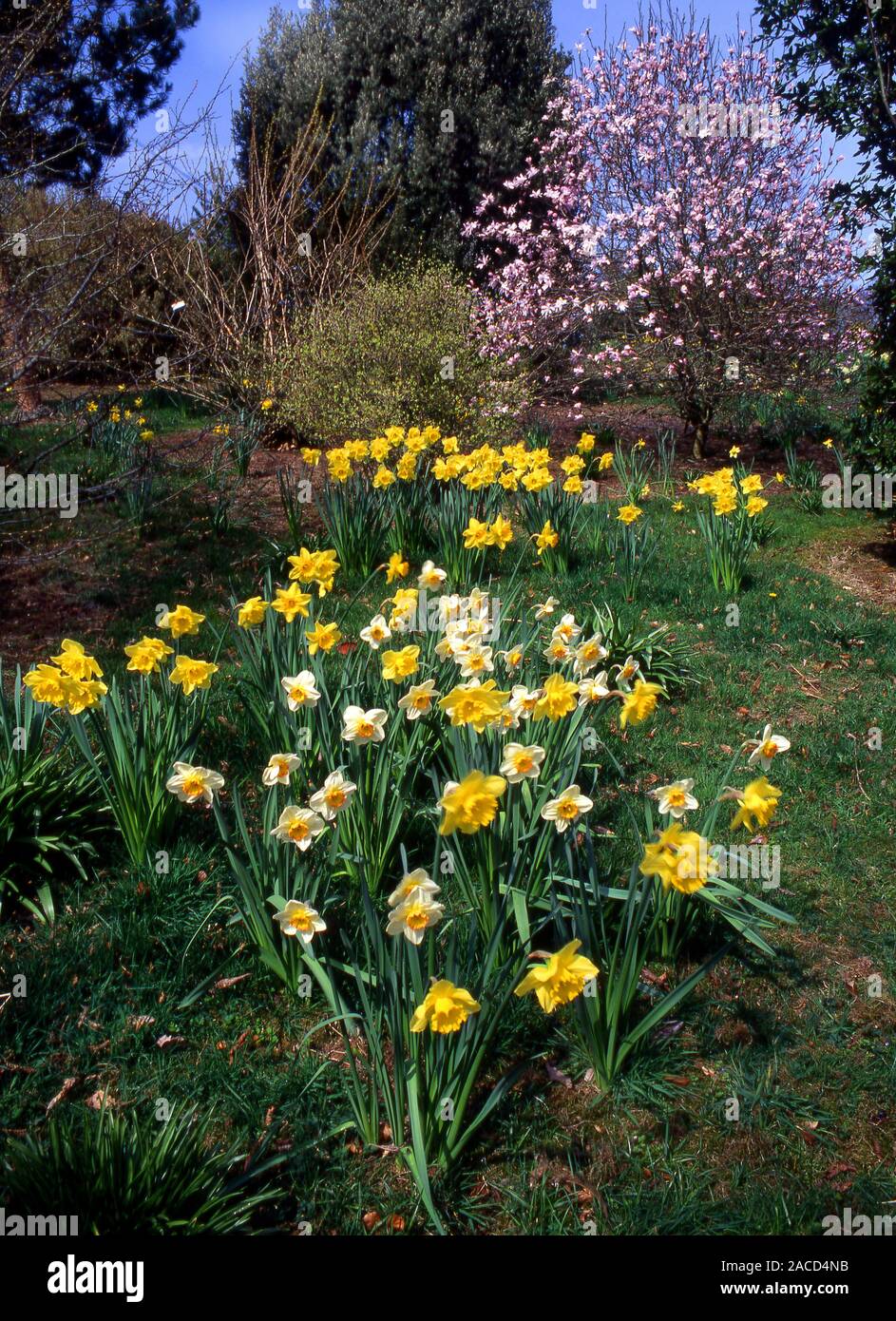 Daffodils (Narcissus sp.). Various different species of daffodil can be ...