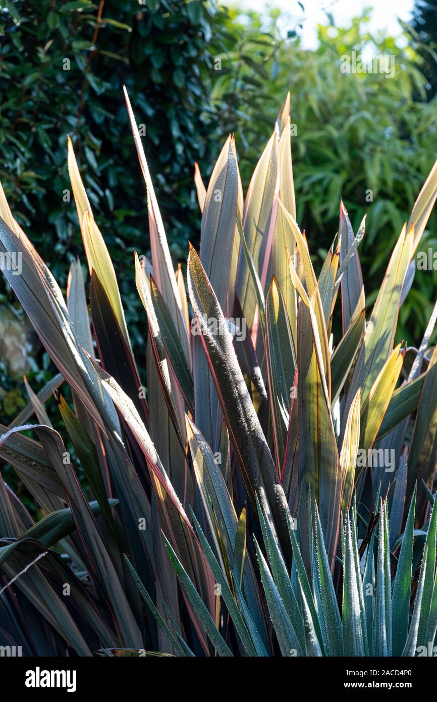 Phormium striped leaves hi-res stock photography and images - Alamy