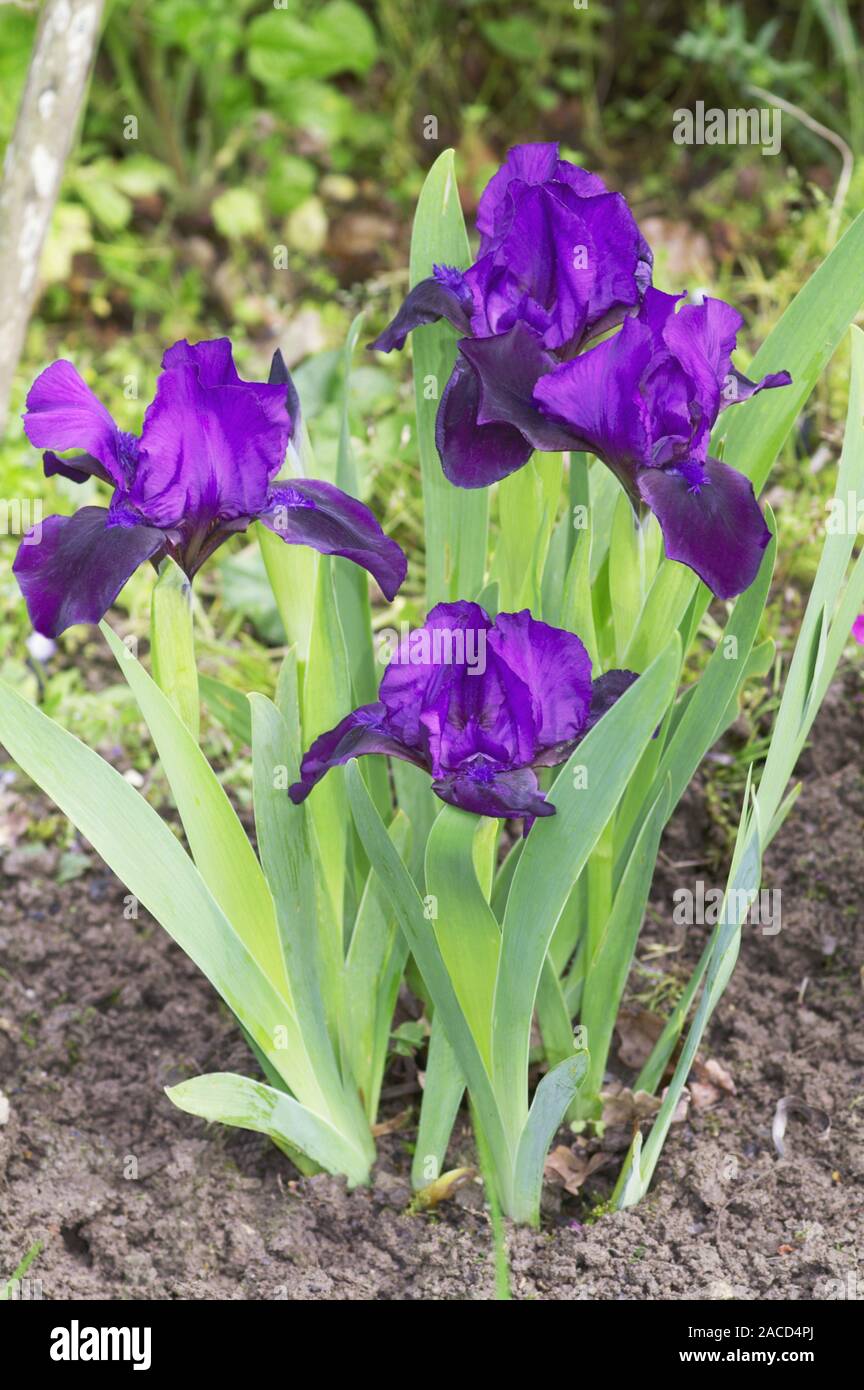 Dwarf bearded iris flowers (Iris pumila) in a garden border Stock Photo ...