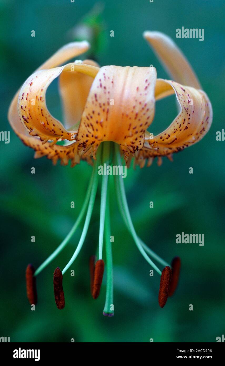 Henry's lily flower (Lilium henryi). Photographed in the Royal Botanic ...