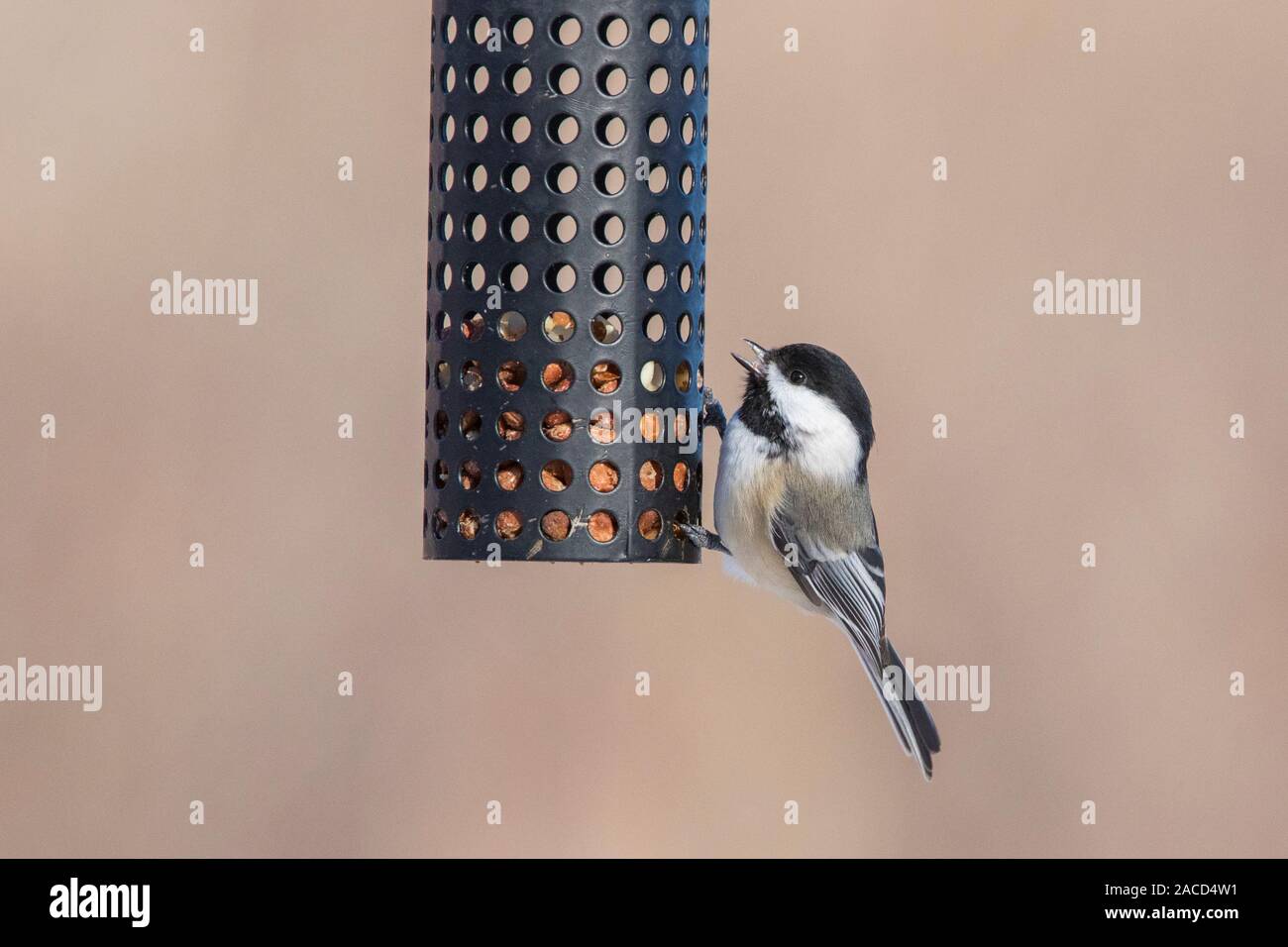 Funny chickadee hi-res stock photography and images - Alamy
