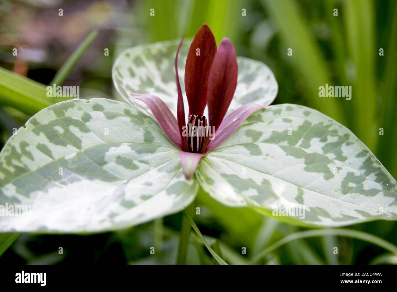 Little sweet Betsy flower (Trillium cuneatum). Photographed in the UK ...