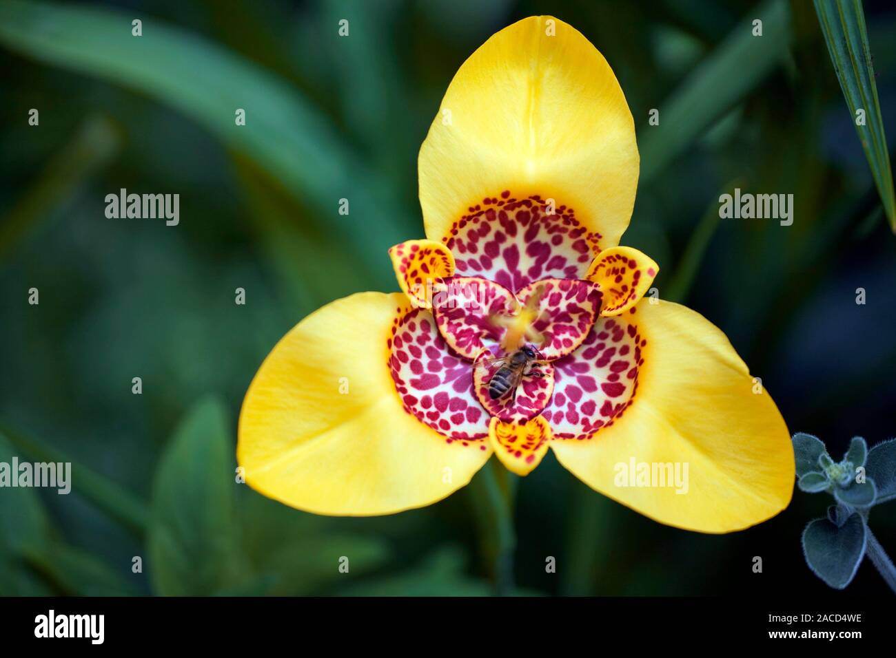 Tiger flower (Tigridia pavonia). This plant is native to Mexico Stock ...