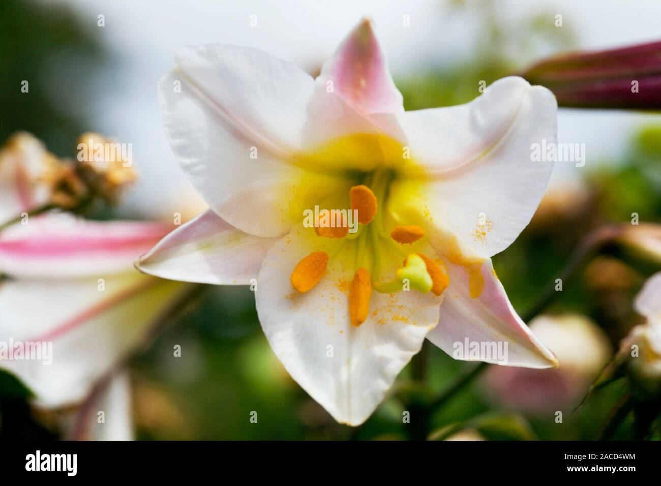 Regal lily flower (Lilium regale). This plant is native to West China ...
