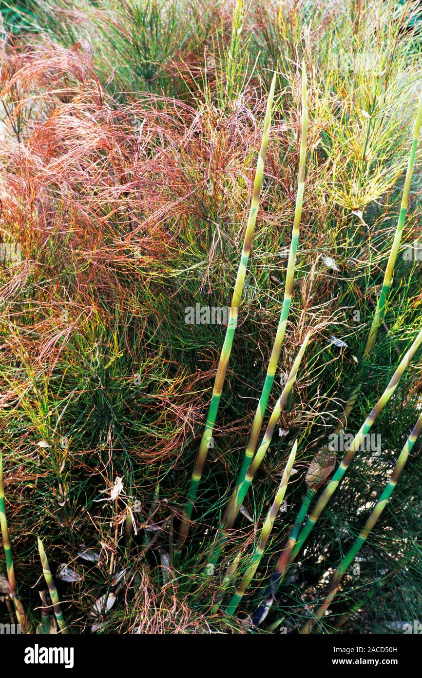 Broom reed (Elegia capensis). This is a restio, a reed-like plant ...