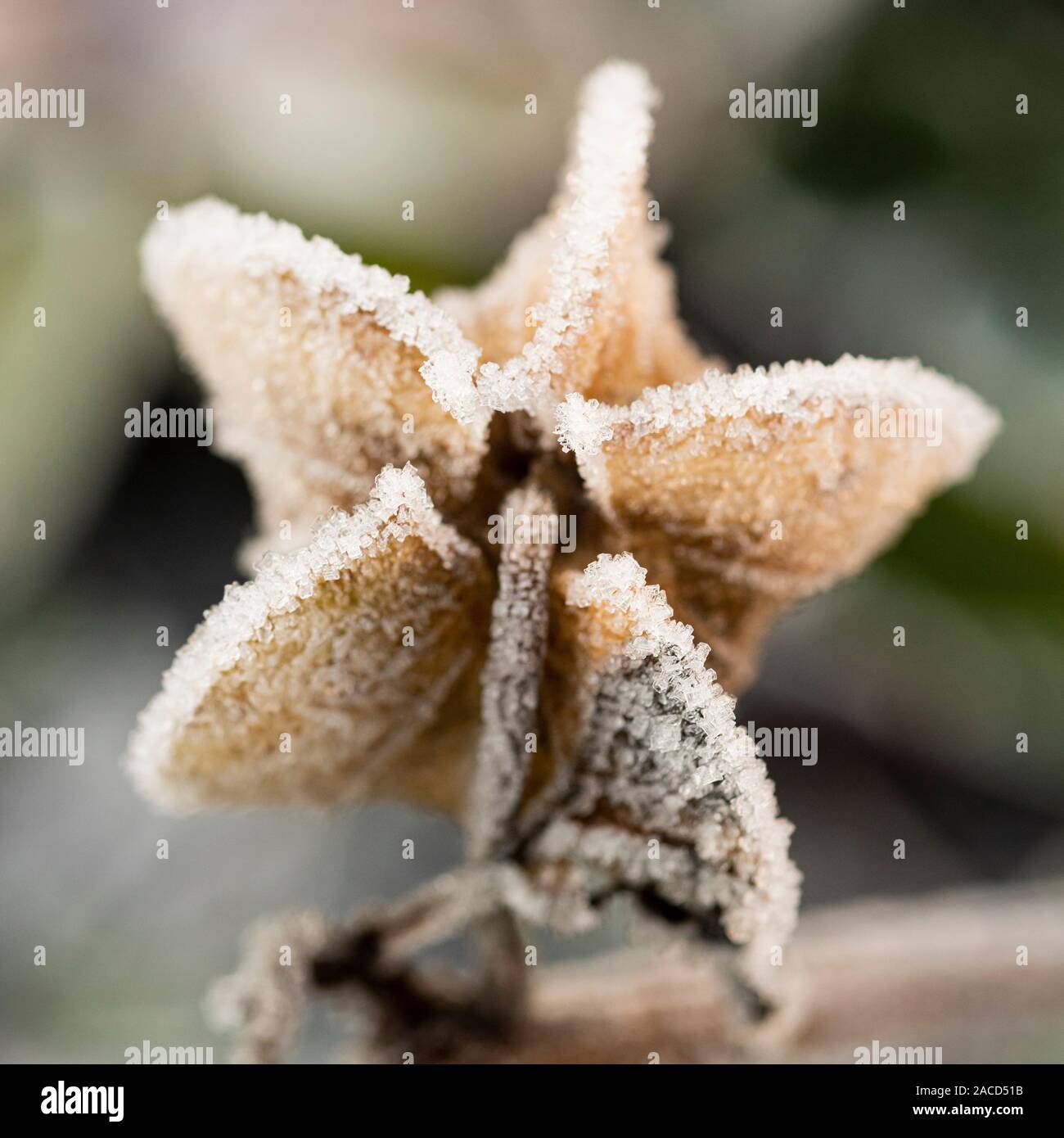 Frost covered seed pod of Nicandra physalodes (shoo-fly plant Stock ...