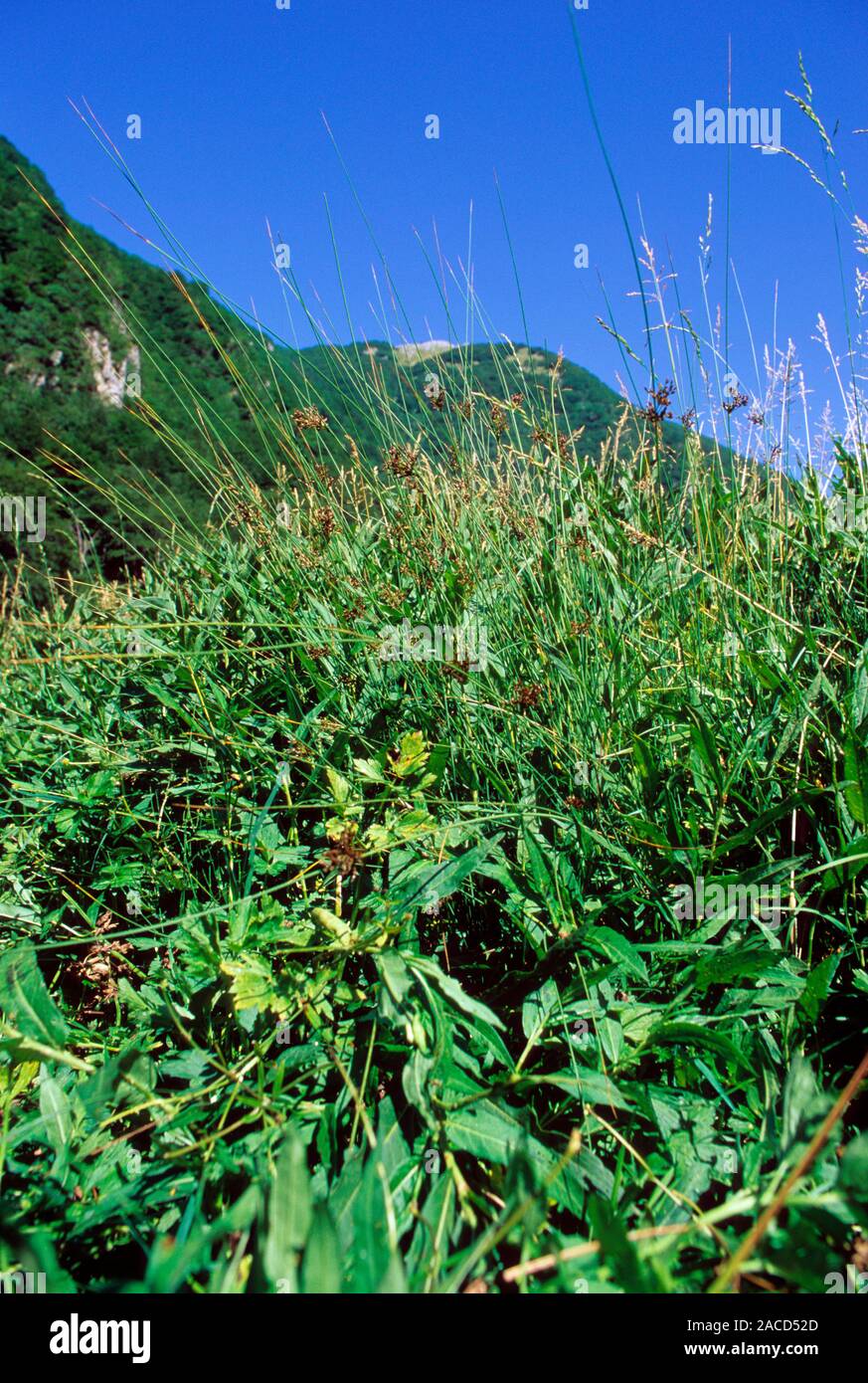 Hard rush (Juncus inflexus). Photographed in Abruzzo National Park ...