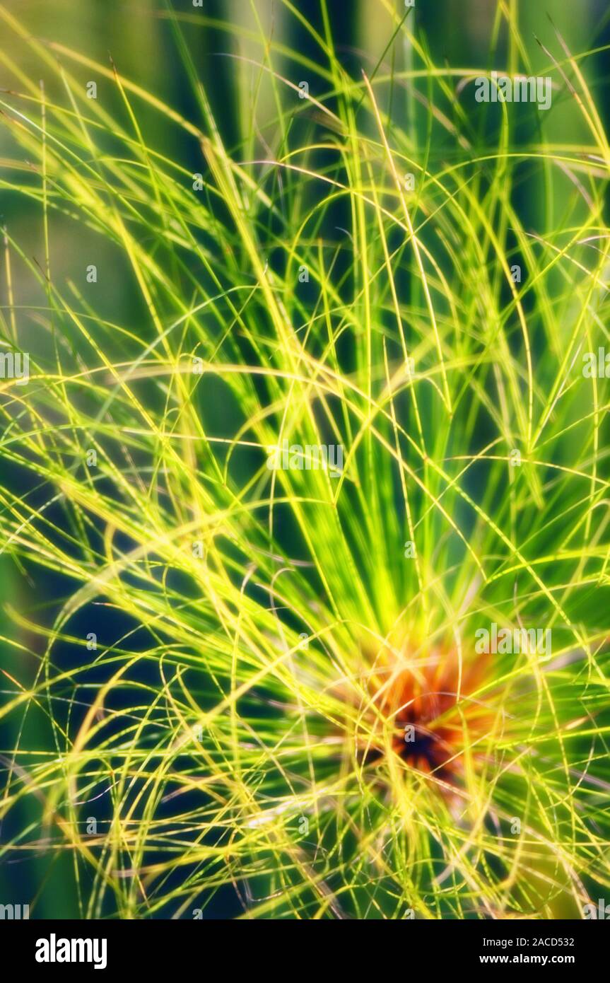 Dwarf papyrus (Cyperus haspan). This plant is native to Africa Stock ...