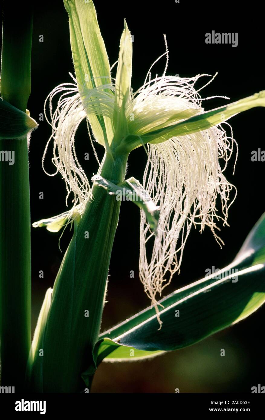 Female inflorescence of a maize plant (Zea mays). Maize is an important ...
