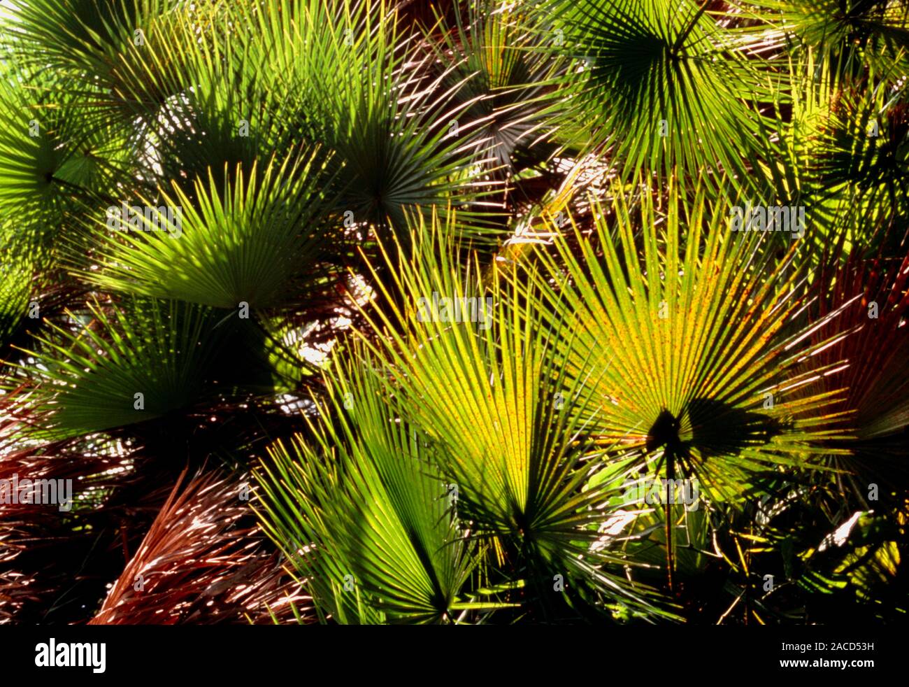 Palm fronds. View of the fan-like patterns made by the fronds of an ...