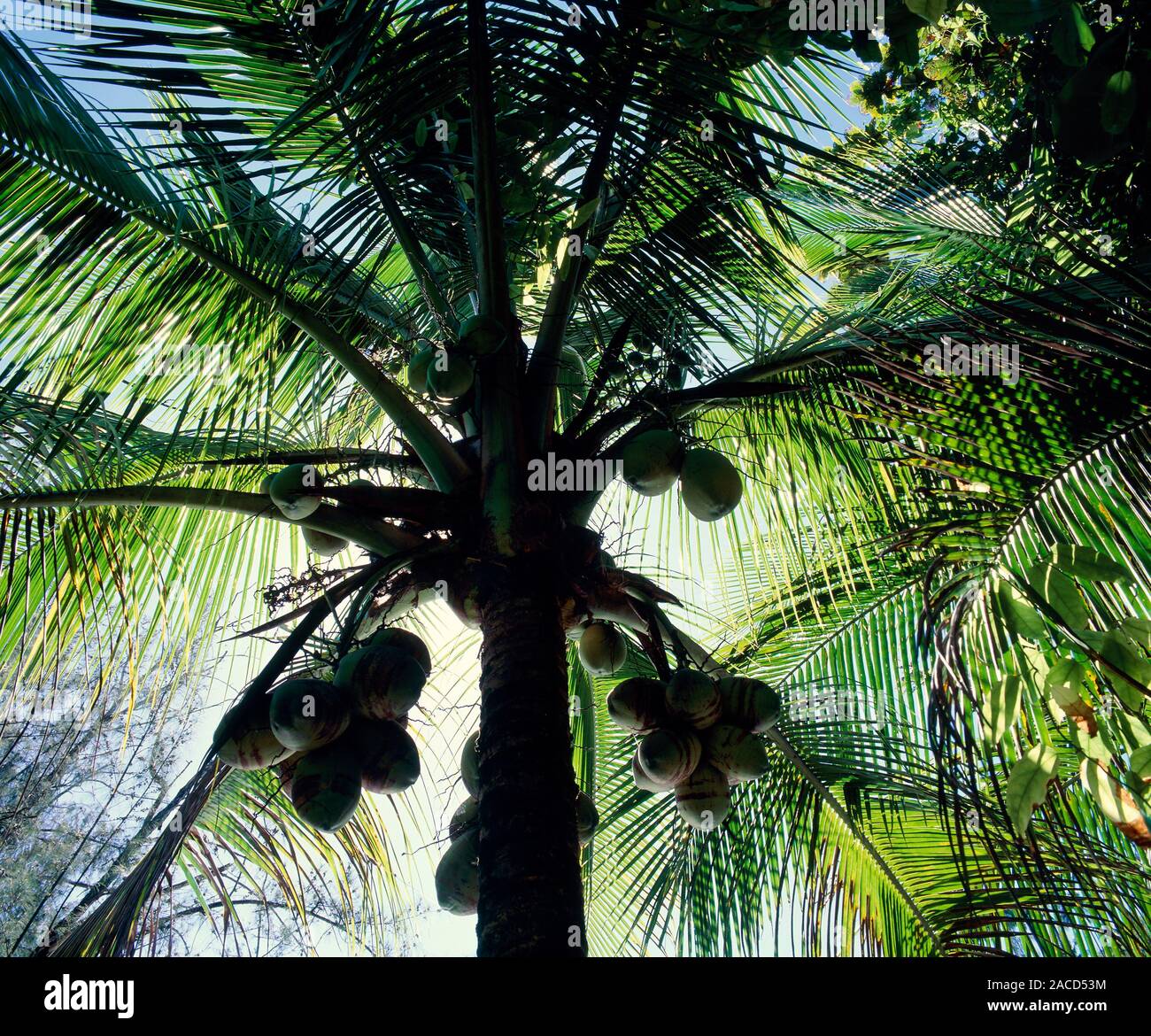 Coconut palm. Coconut palm, Cocos nucifera, bearing fruit (coconuts ...