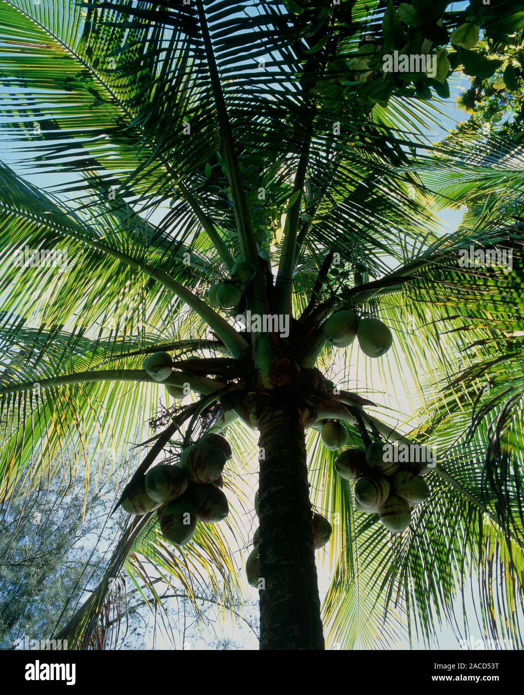 Coconut palm. Coconut palm, Cocos nucifera, bearing fruit (coconuts ...