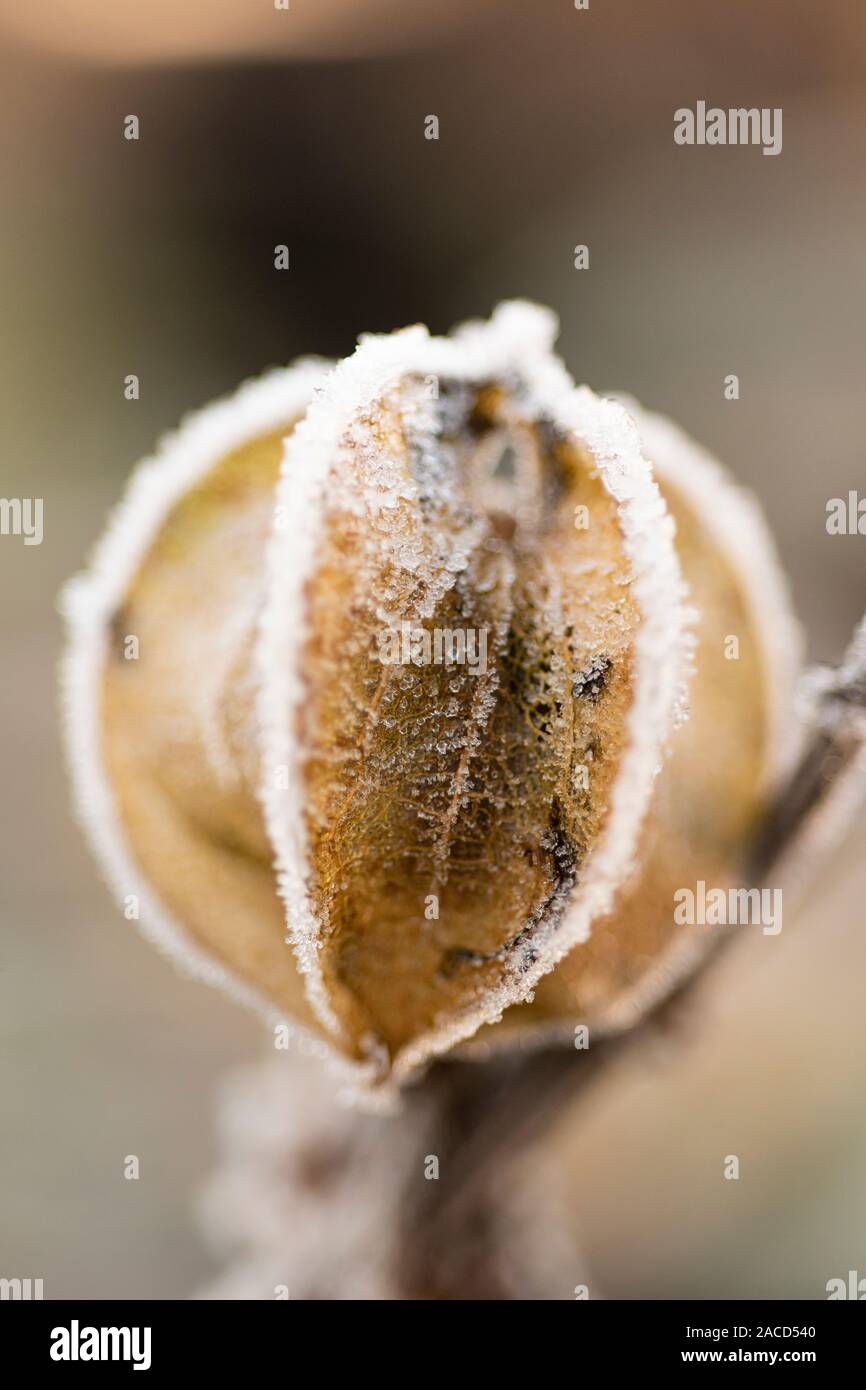 Nicandra physaloides shoo fly plant hi-res stock photography and images ...