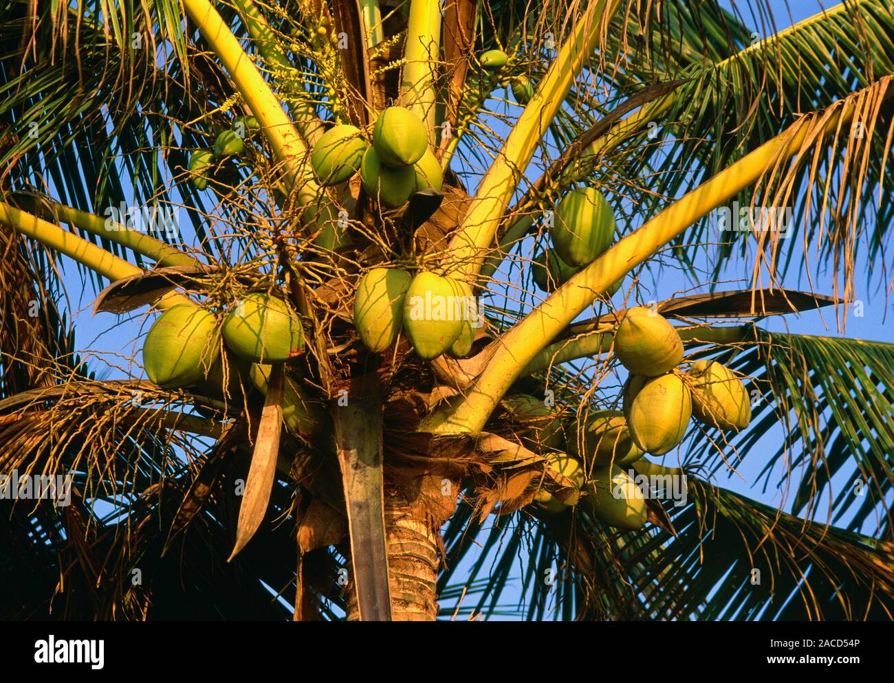 Coconut palm. Coconut palm, Cocos nucifera, bearing fruit (coconuts ...