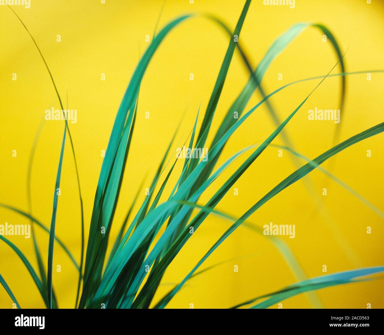 Lemon grass (Cymbopogon citratus). This plant is used in oriental ...