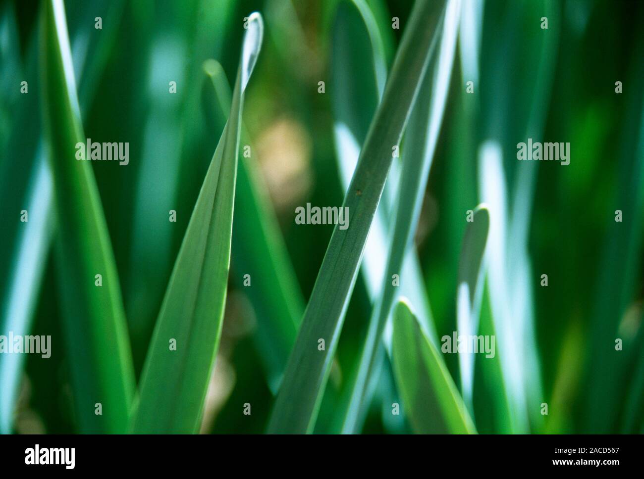 Grass. Close-up of blades of grass (family Gramineae). Economically and ...