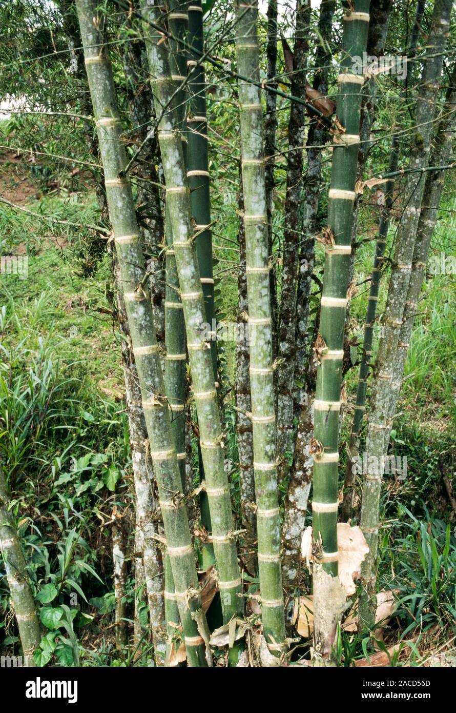 Bamboo. Clump of bamboo being grown for use as a building material ...
