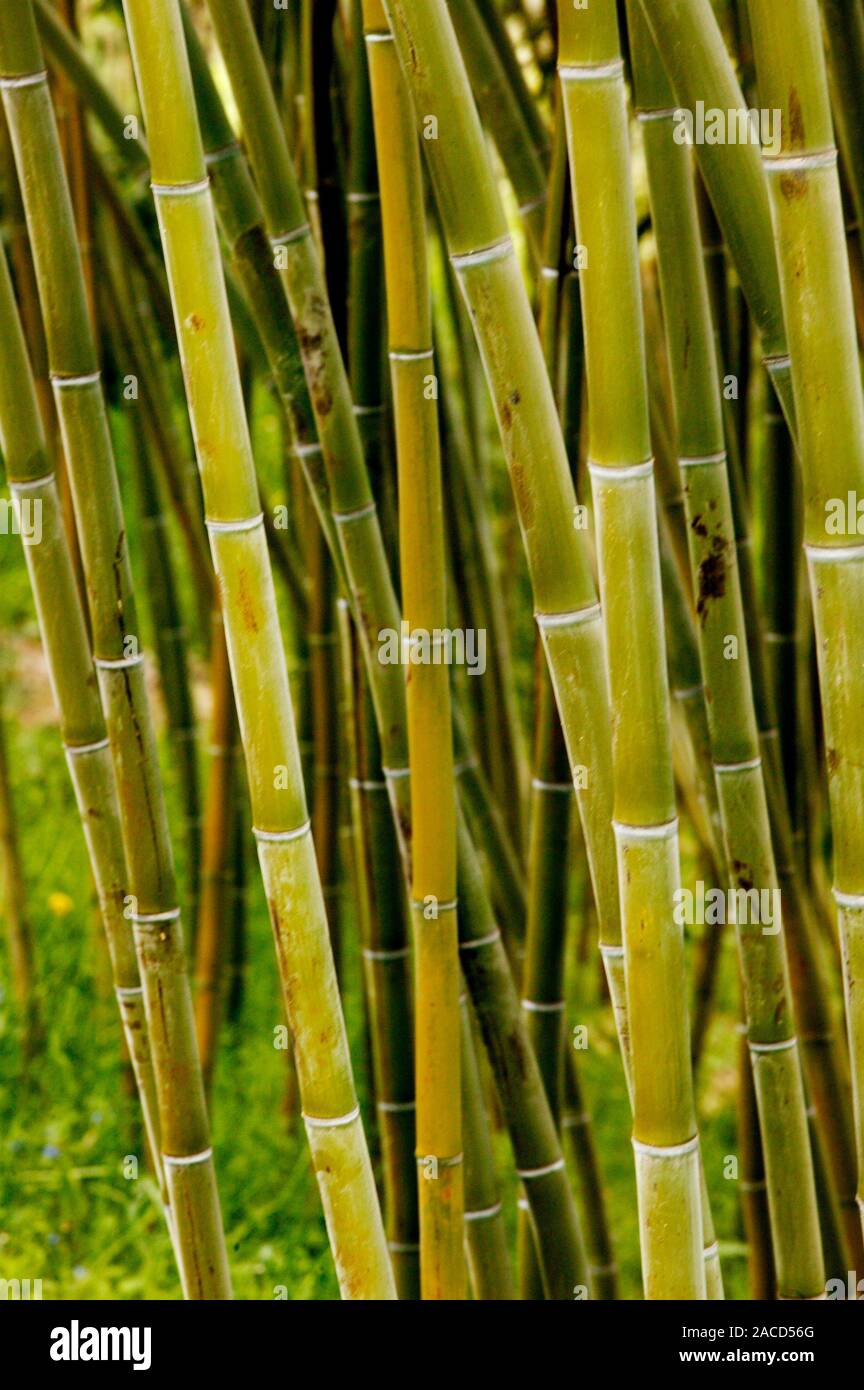 Bamboo stems. Bamboo plants are members of the grass family Gramineae ...