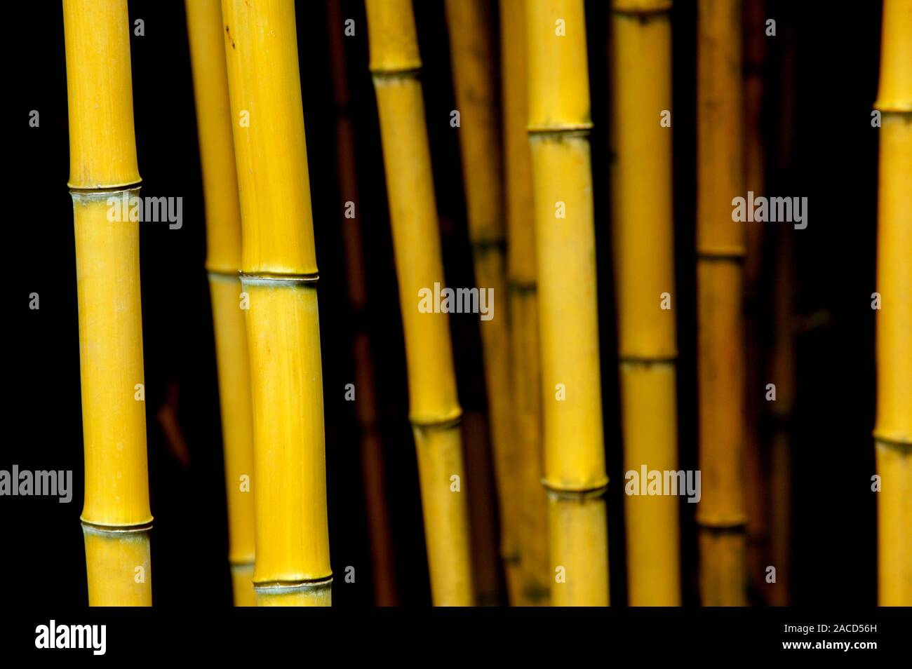 Bamboo stems. Bamboo plants are members of the grass family Gramineae ...