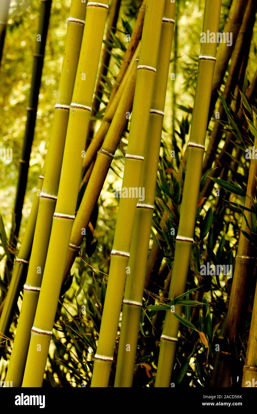 Bamboo stems. Bamboo plants are members of the grass family Gramineae ...