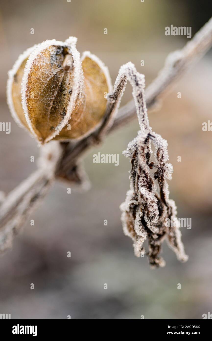 Frost covered seed pod of Nicandra physalodes (shoo-fly plant Stock ...