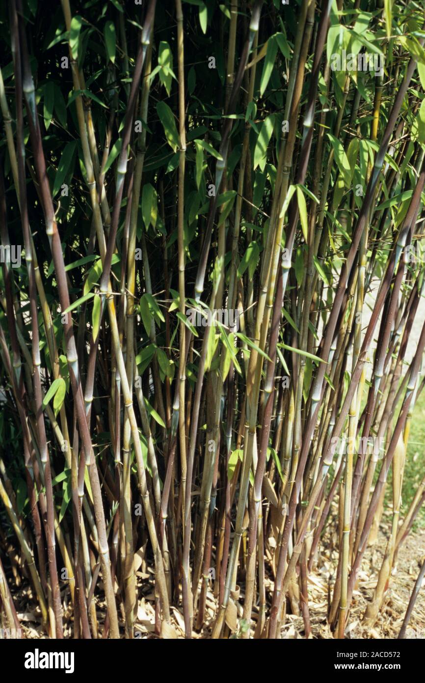 Fountain bamboo (Fargesia nitida) canes Stock Photo - Alamy