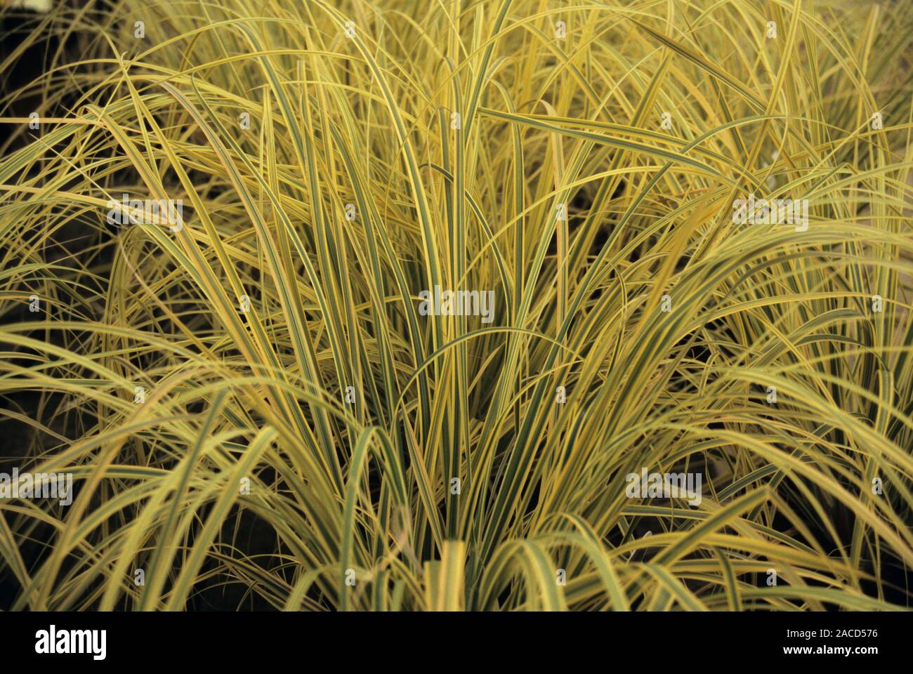 Pampas grass (Cortaderia selloana 'Splendid Star' Stock Photo - Alamy