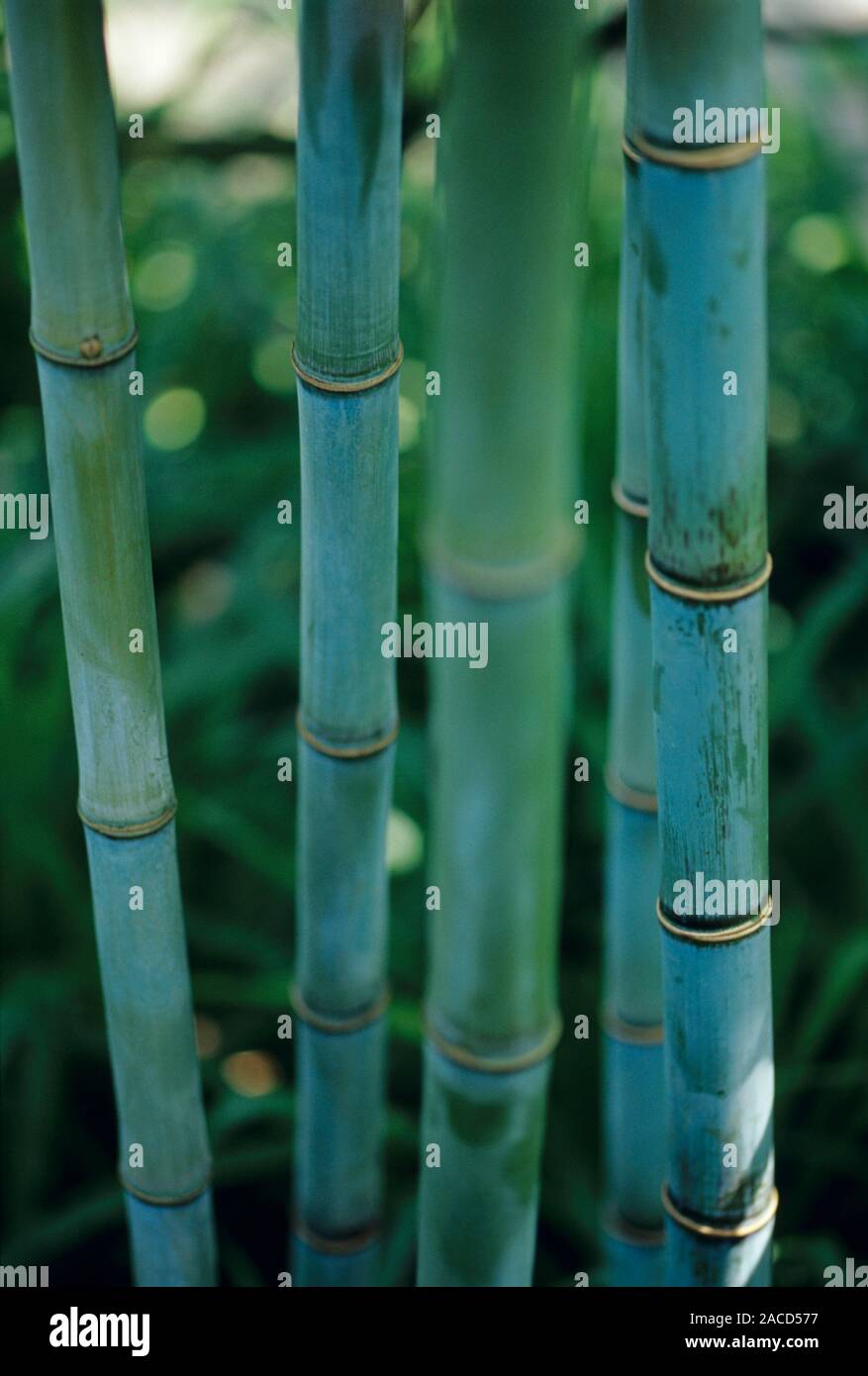 Bamboo stems. Bamboo plants are members of the grass family Gramineae ...